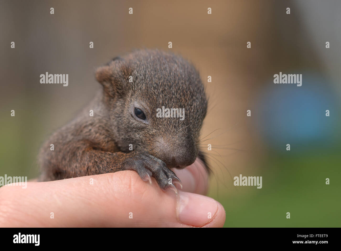 small squirrel in human hand closeup Stock Photo - Alamy