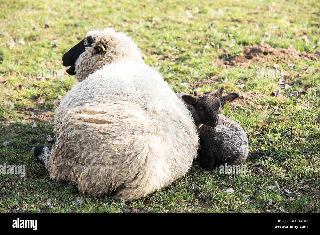 Mother sheep and her lamb Stock Photo - Alamy