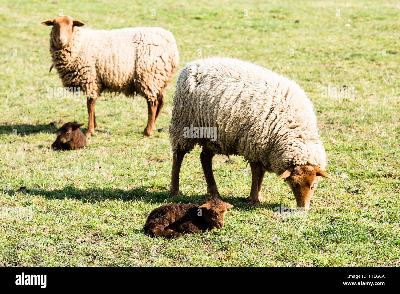 Mother sheeps and her lambs Stock Photo - Alamy