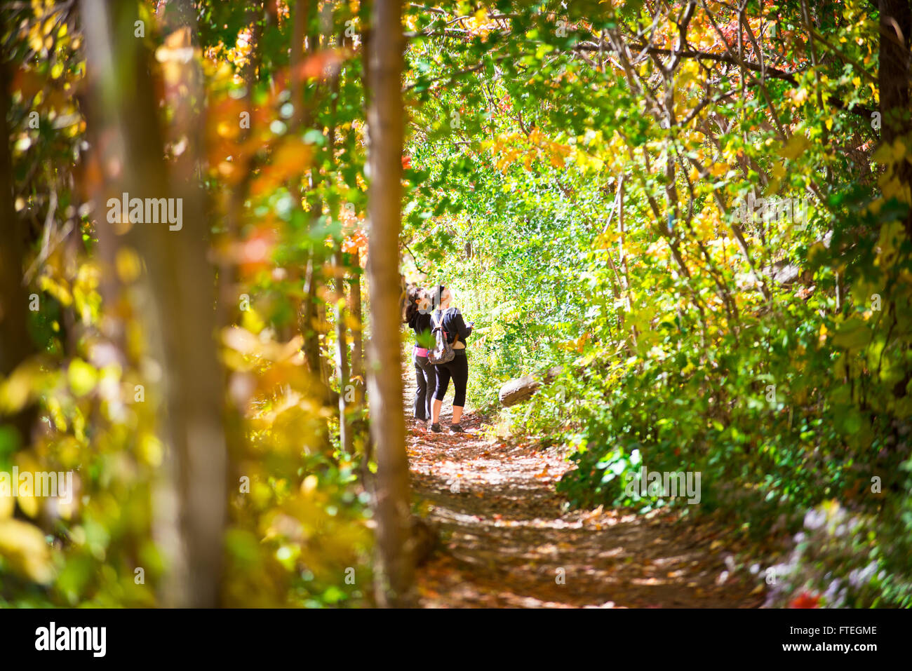 tourists hiking in forest in autumn season, Travel and road trip ...