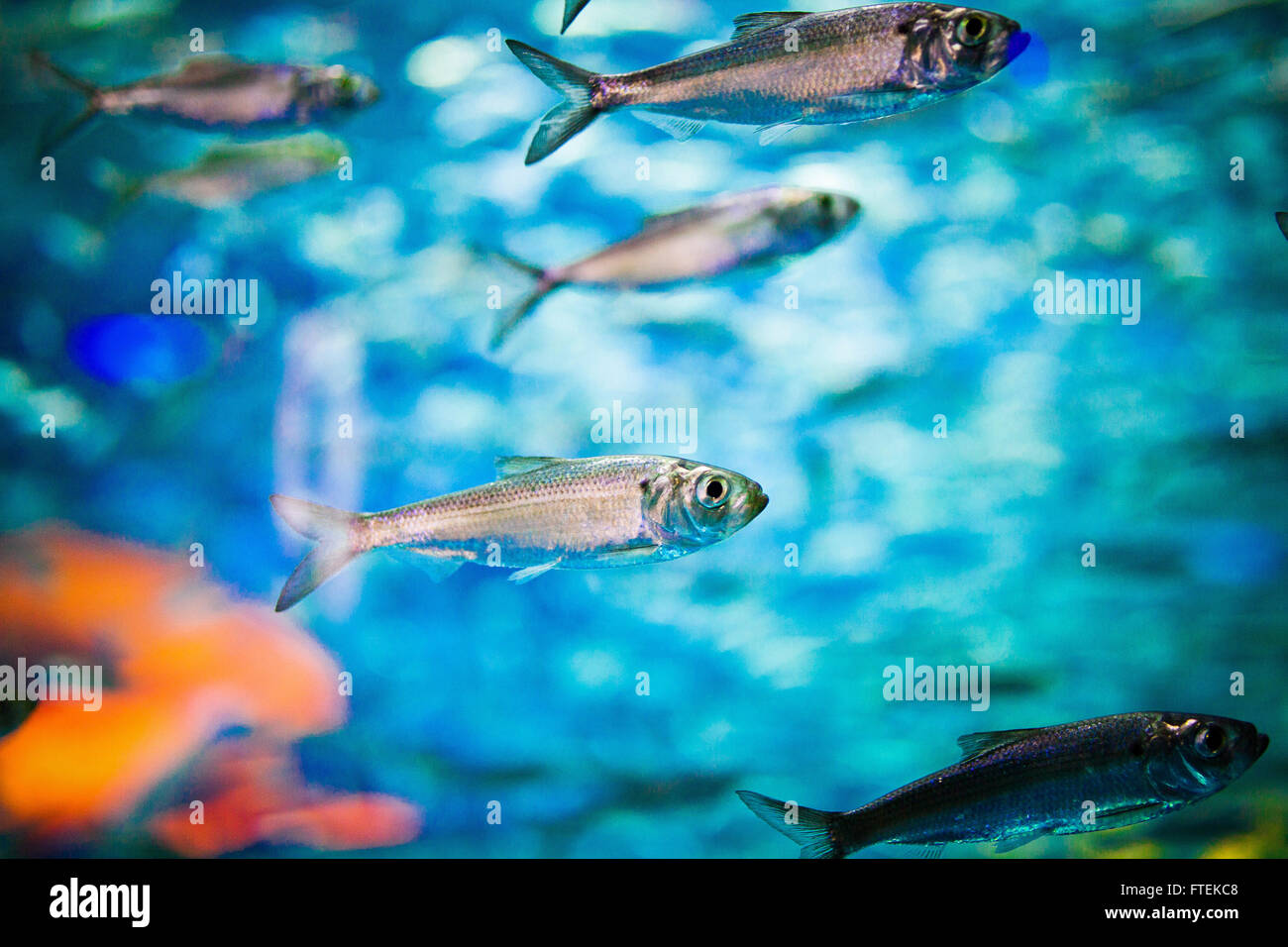 fish close-up photo at aquarium Stock Photo - Alamy