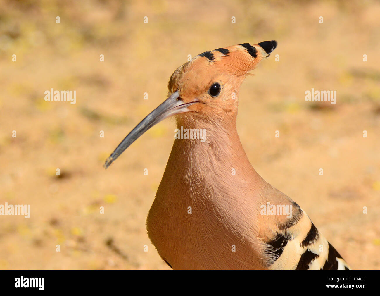 Hoopoe, Upupa epops Portrait Stock Photo - Alamy