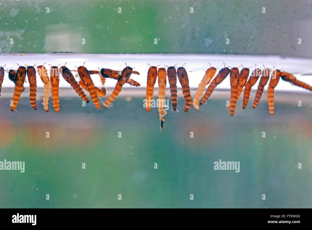 Mosquito Larva in the water Stock Photo - Alamy