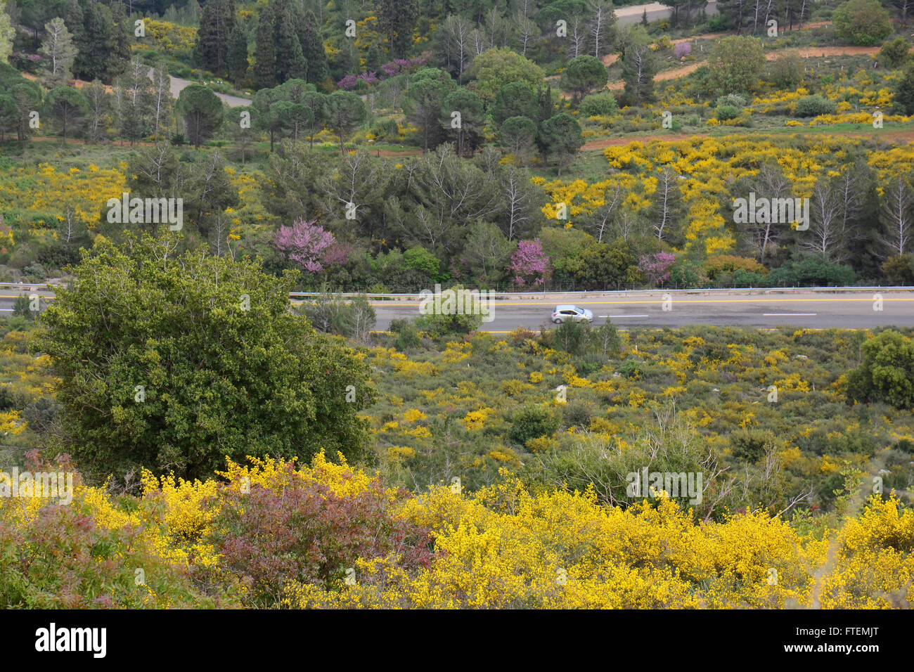 Spring time in the Galilee, Israel Stock Photo - Alamy