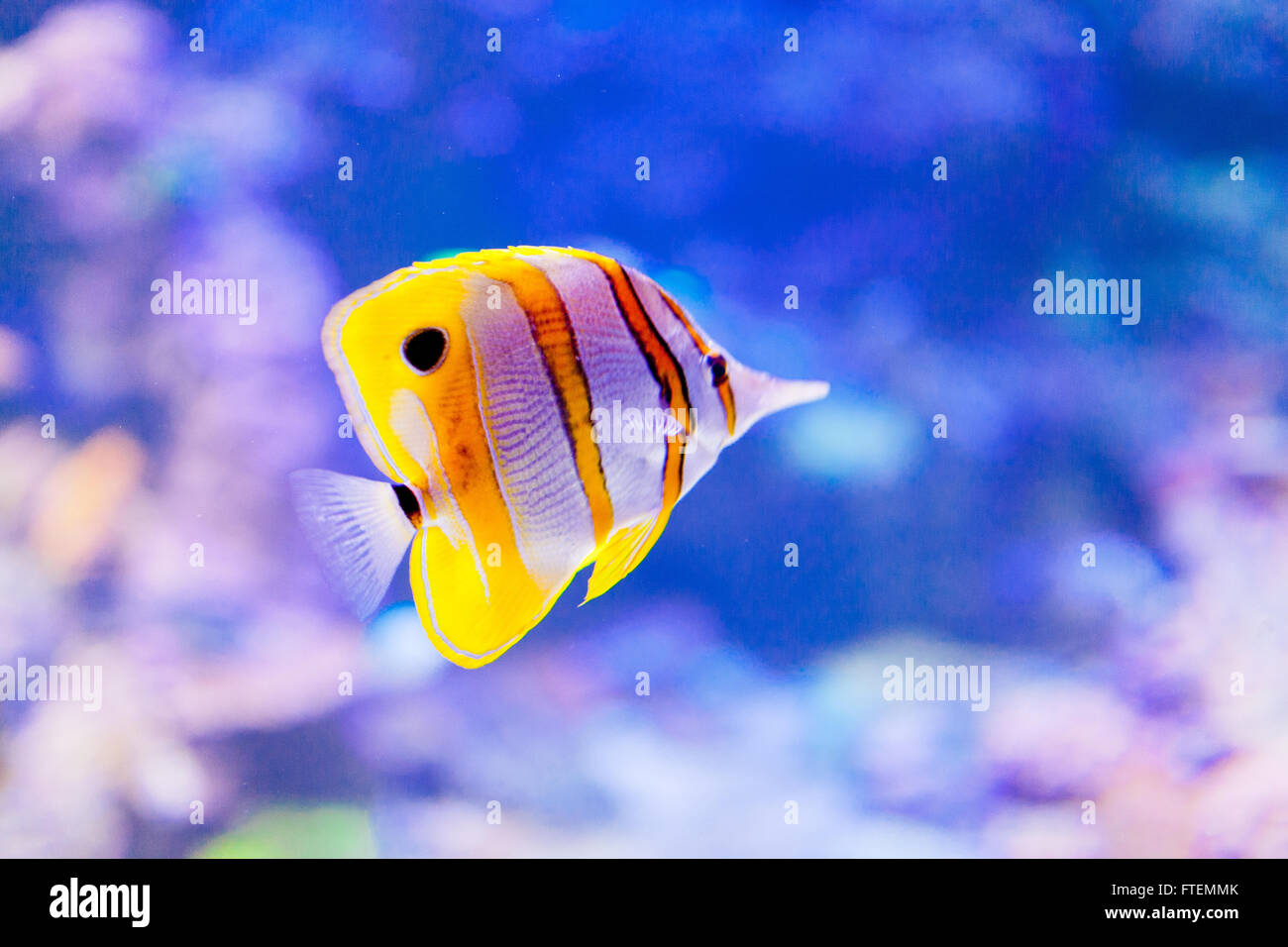 Tripical fish hi-res stock photography and images - Alamy
