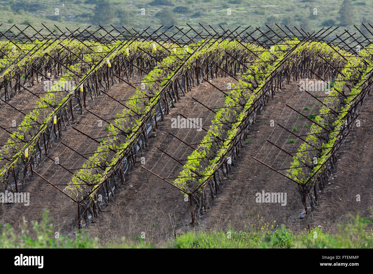 Vineyard on a hill Stock Photo - Alamy