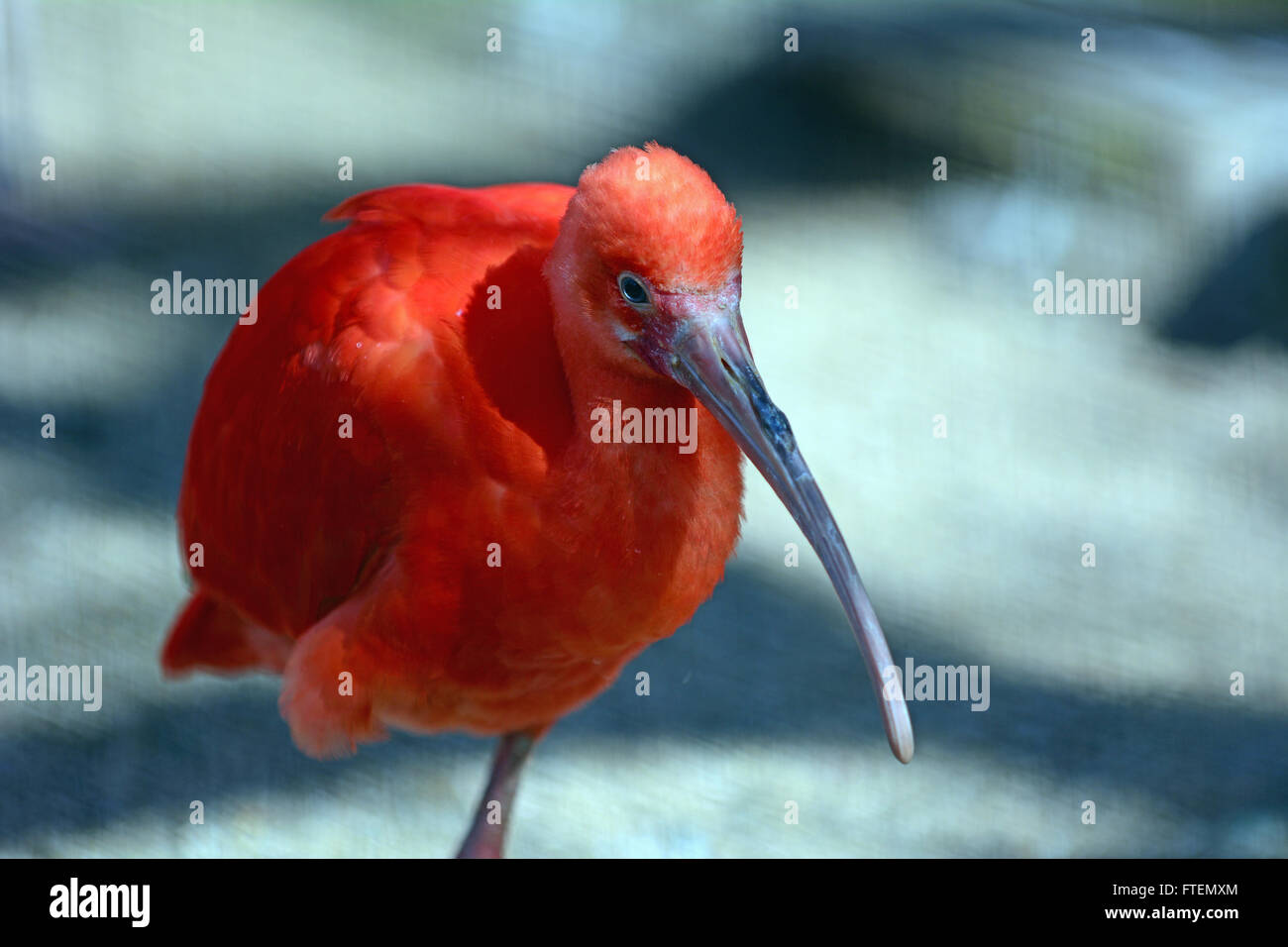 one red Ibis is standing in the water Stock Photo - Alamy