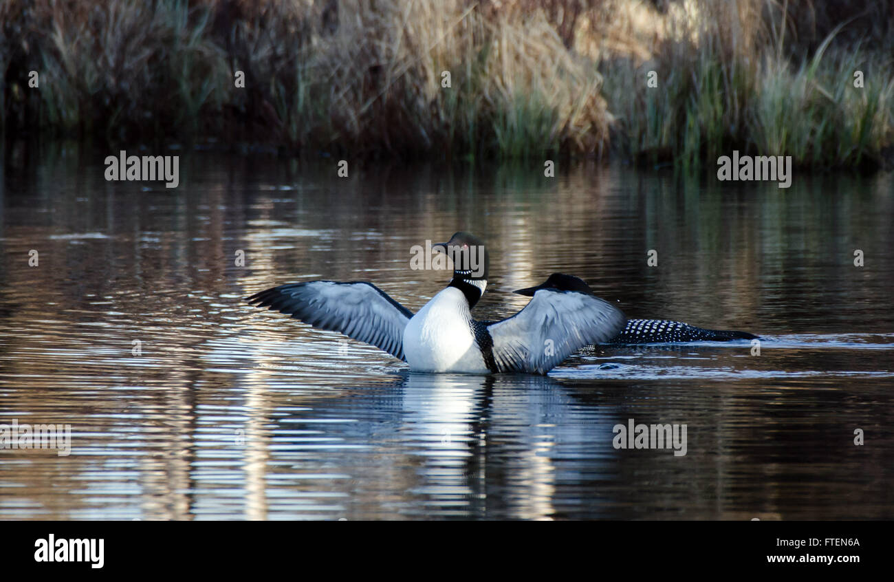 Common loon pair hi-res stock photography and images - Alamy