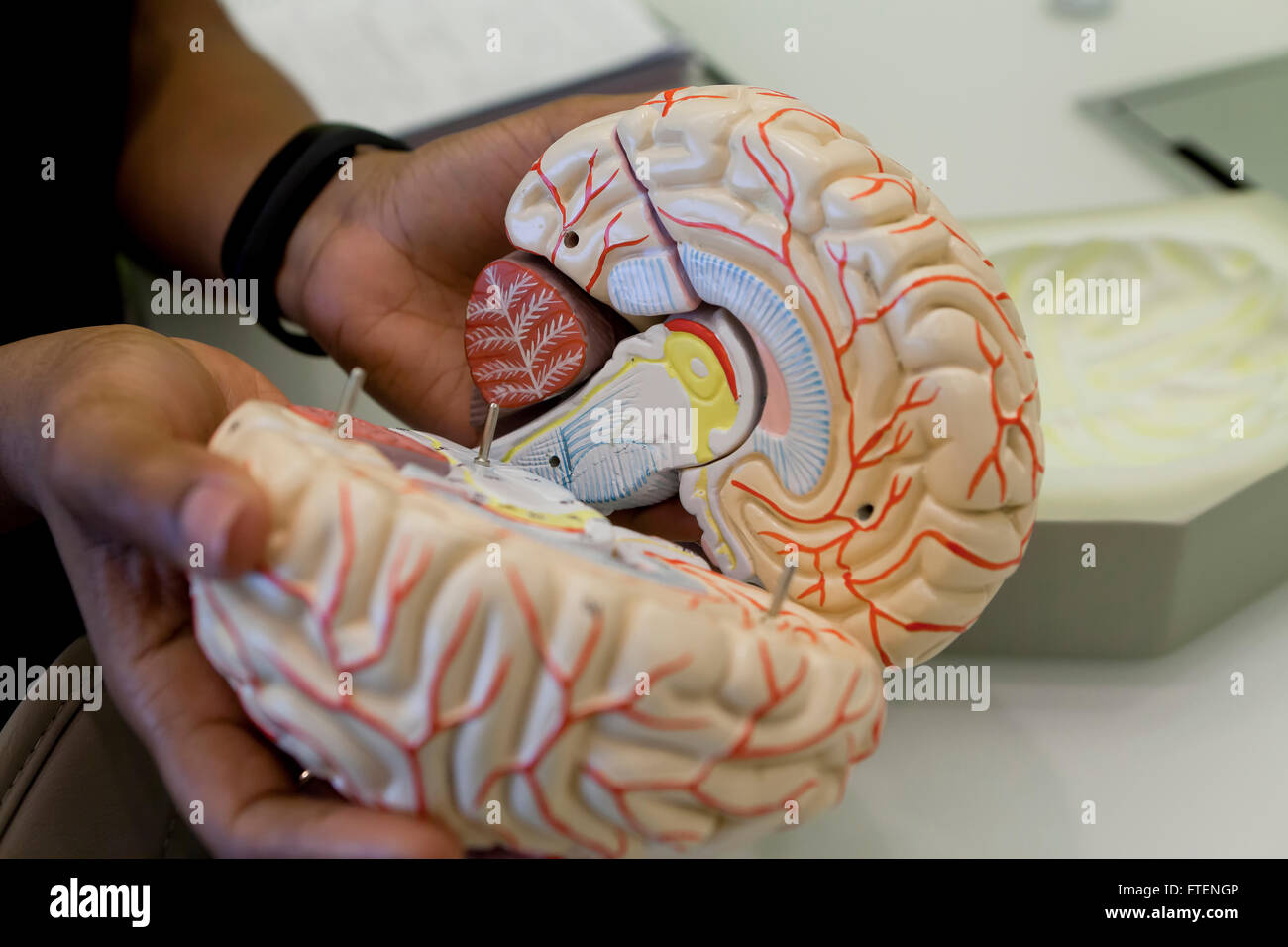 Human brain hi-res stock photography and images - Alamy