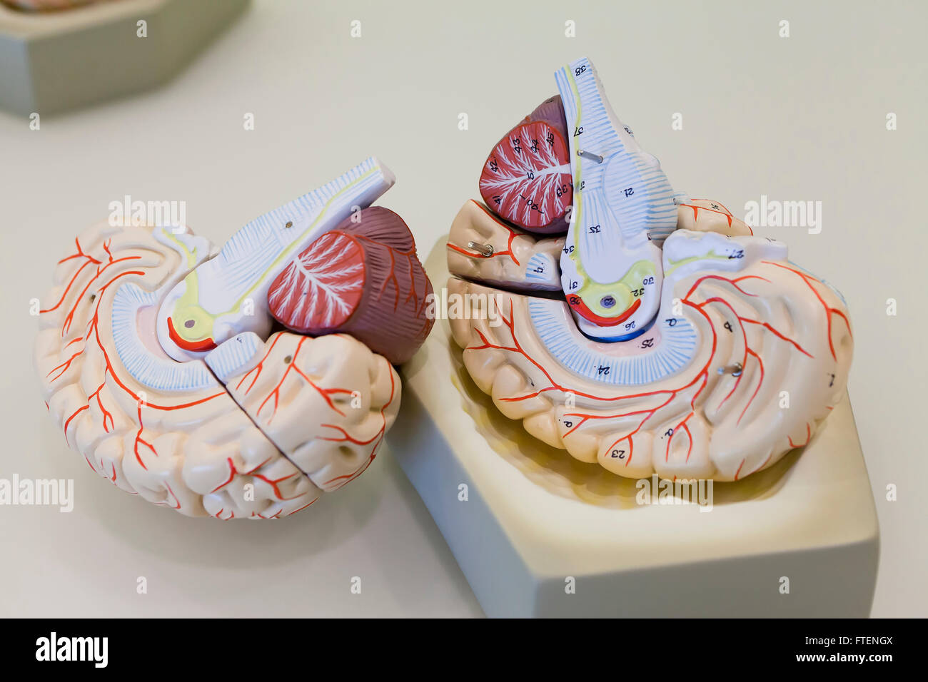 Human brain anatomical model hi-res stock photography and images - Alamy