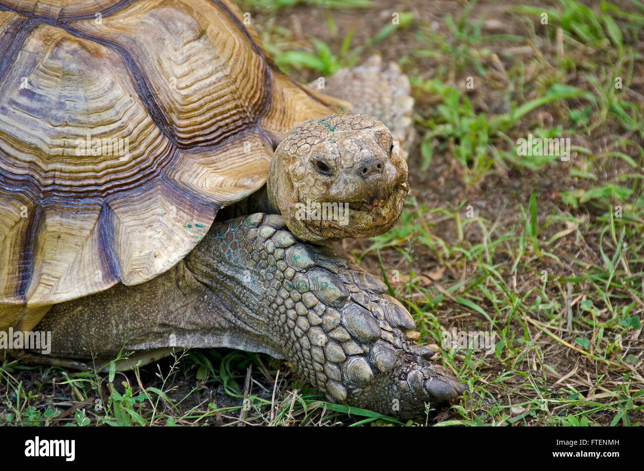Tortoise mouth open hi-res stock photography and images - Alamy
