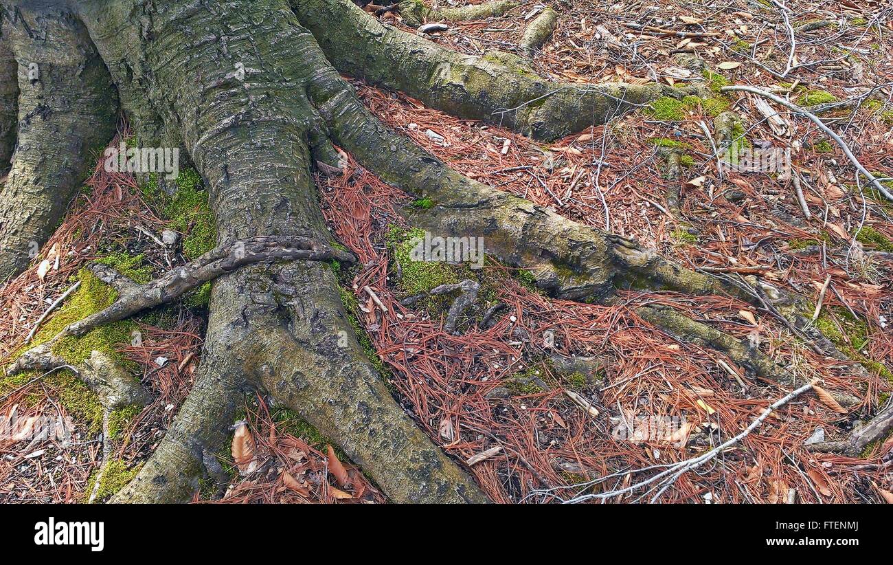 Tree roots exposed above ground with dried pine needles and moss Stock ...