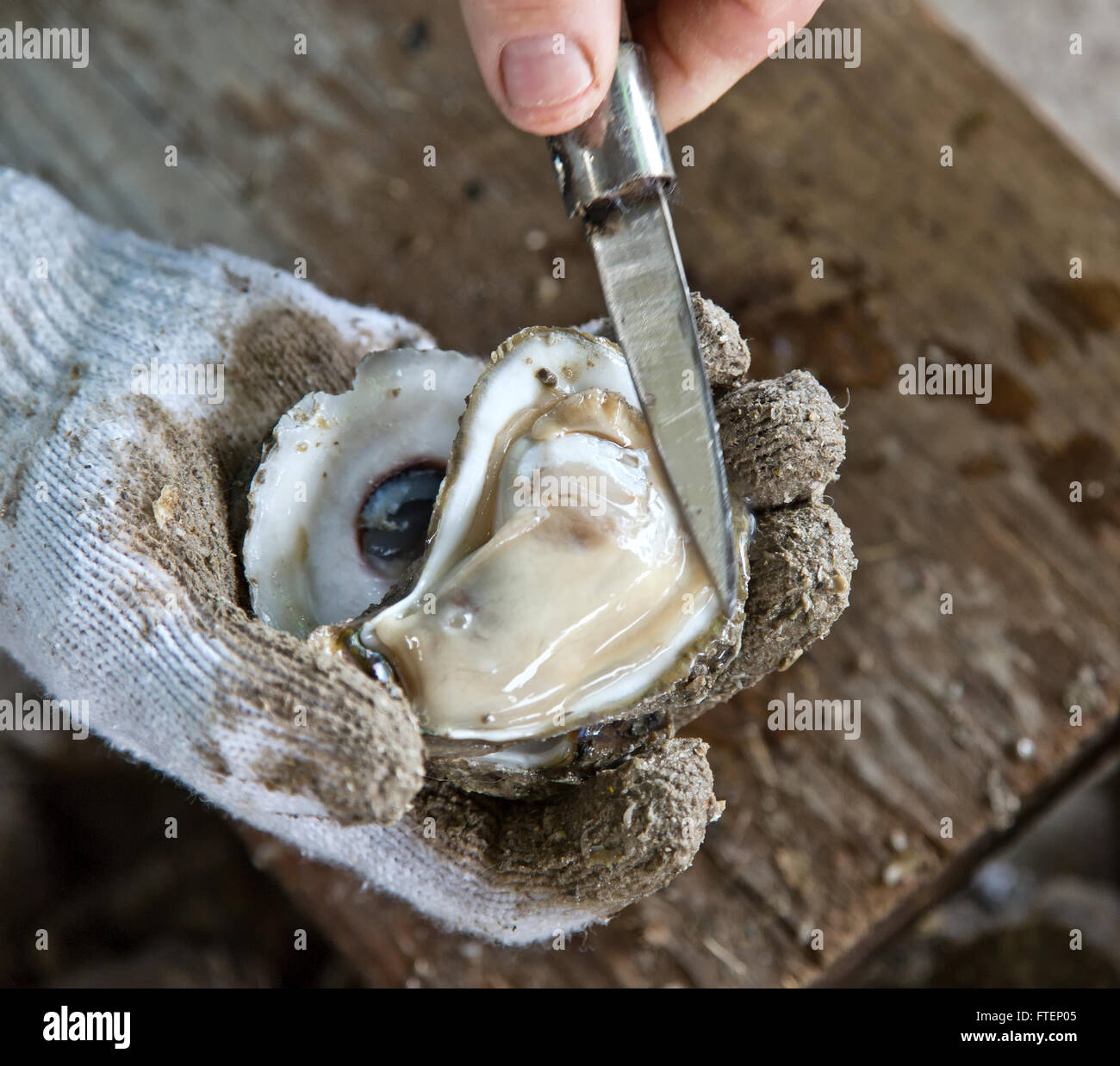 Digging for oysters hi-res stock photography and images - Alamy