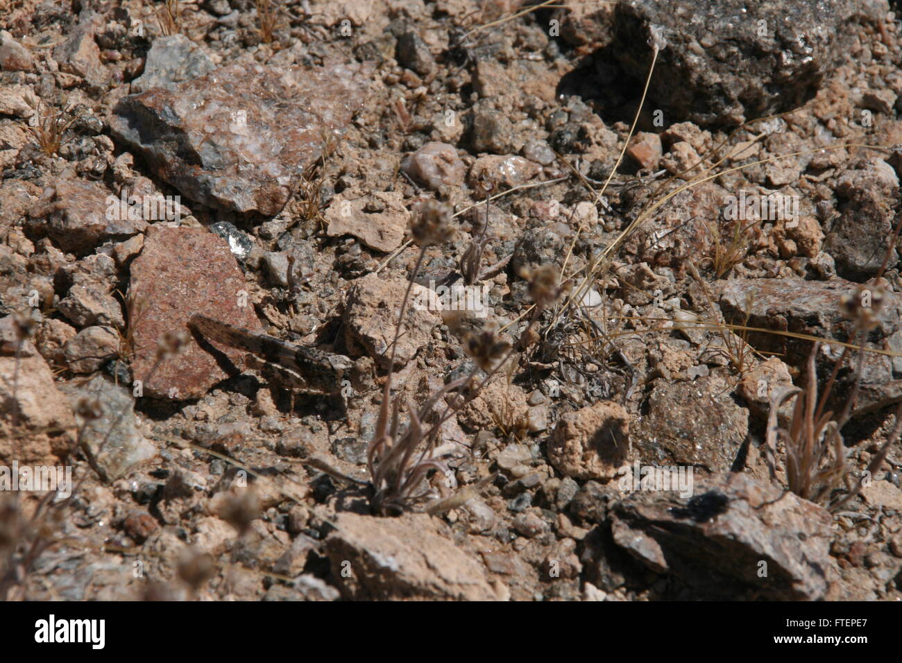 Beaver tail hi-res stock photography and images - Alamy