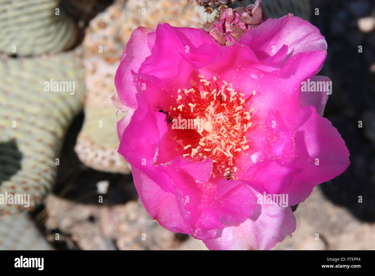 Cactus blooming hi-res stock photography and images - Alamy