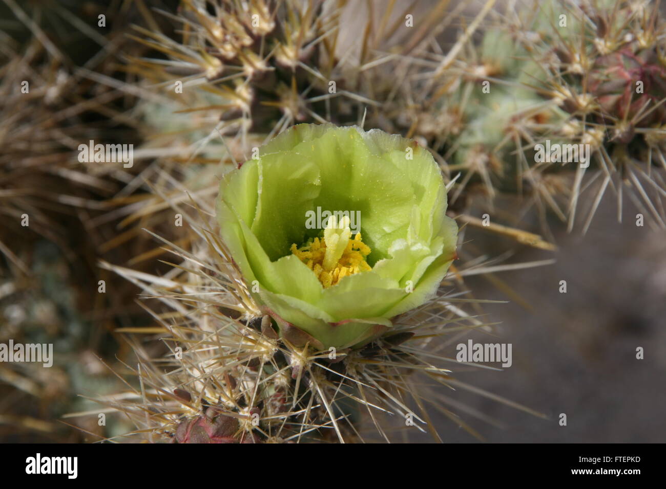 Close up flowering cholla hi-res stock photography and images - Alamy