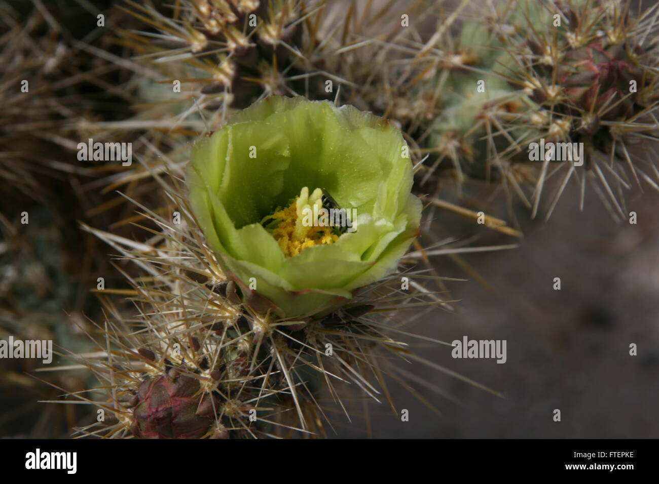 Close up flowering cholla hi-res stock photography and images - Alamy