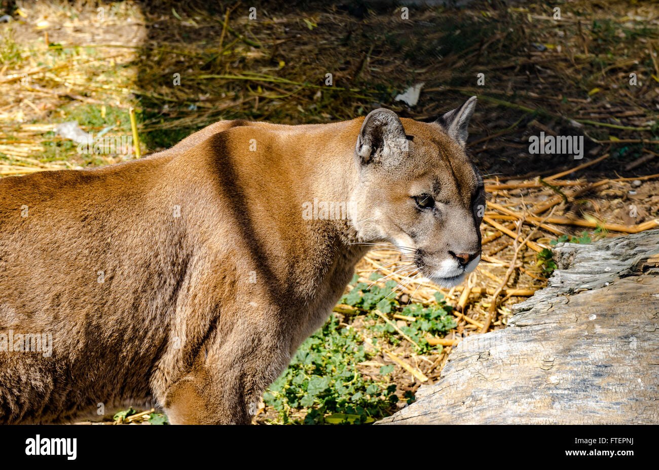 Lion prowl prey hi-res stock photography and images - Alamy