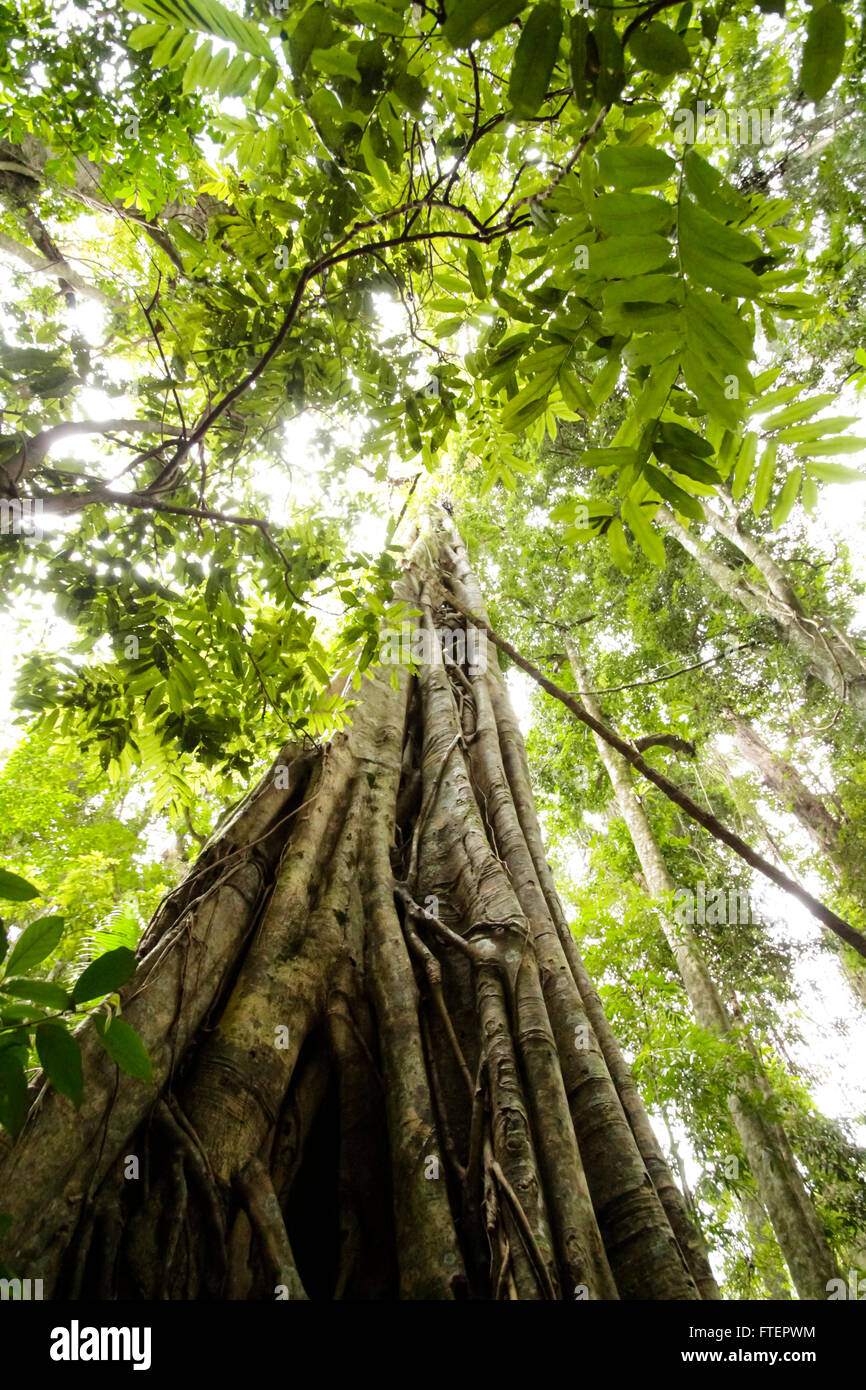 Rainforest tall tree hi-res stock photography and images - Alamy