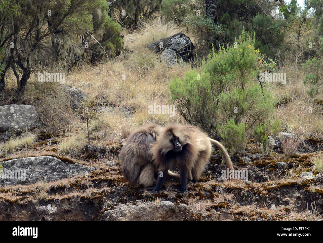 Gelada grooming hi-res stock photography and images - Alamy