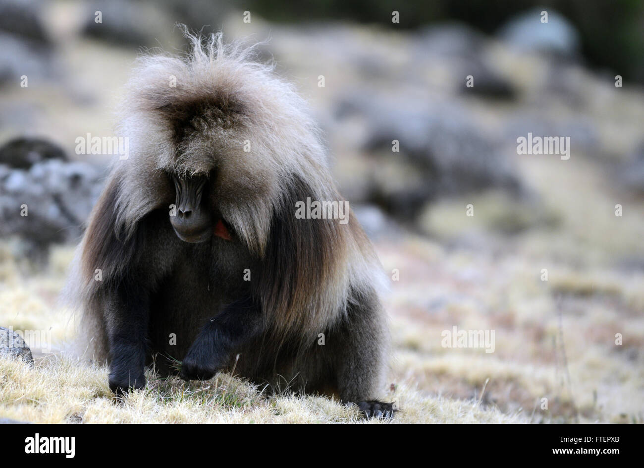 A male gelada baboon (Theropithecus gelada) in the Simien mountains in ...