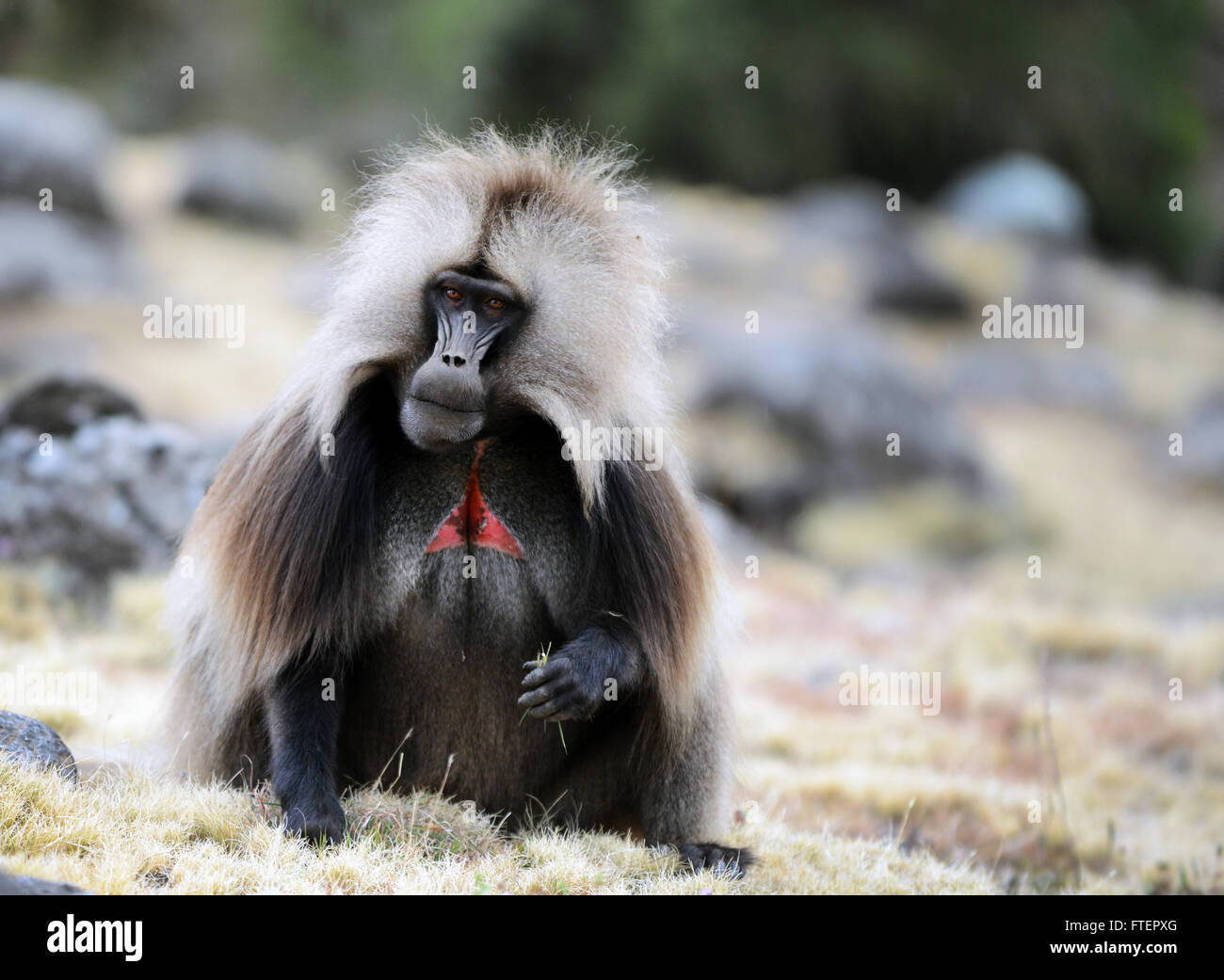 A male gelada baboon (Theropithecus gelada) in the Simien mountains in ...