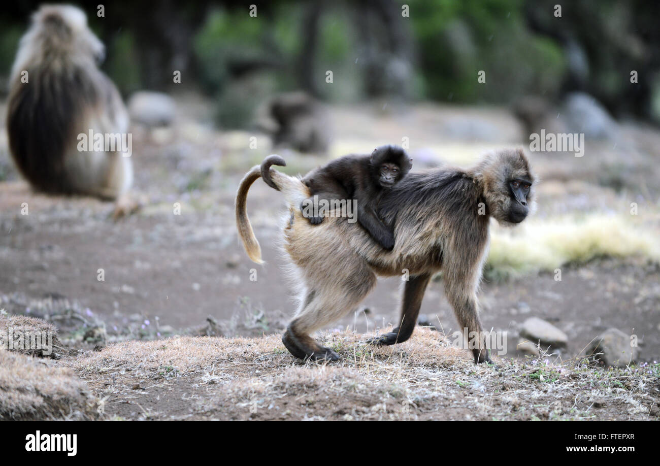 A female Gelada baboon (Theropithecus gelada) carrying her baby on her ...