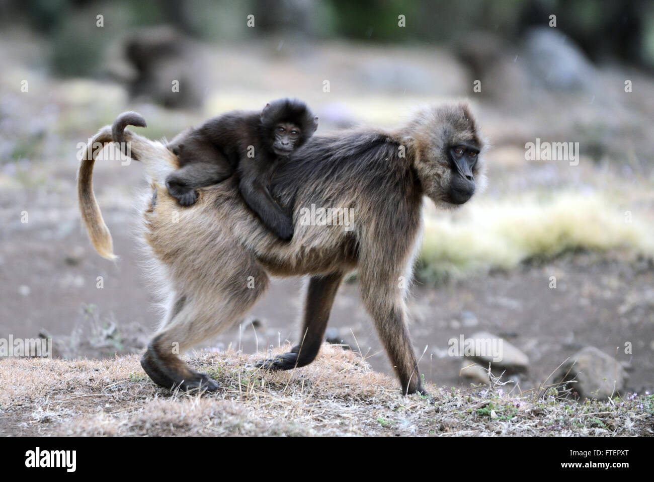 A female Gelada baboon (Theropithecus gelada) carrying her baby on her ...