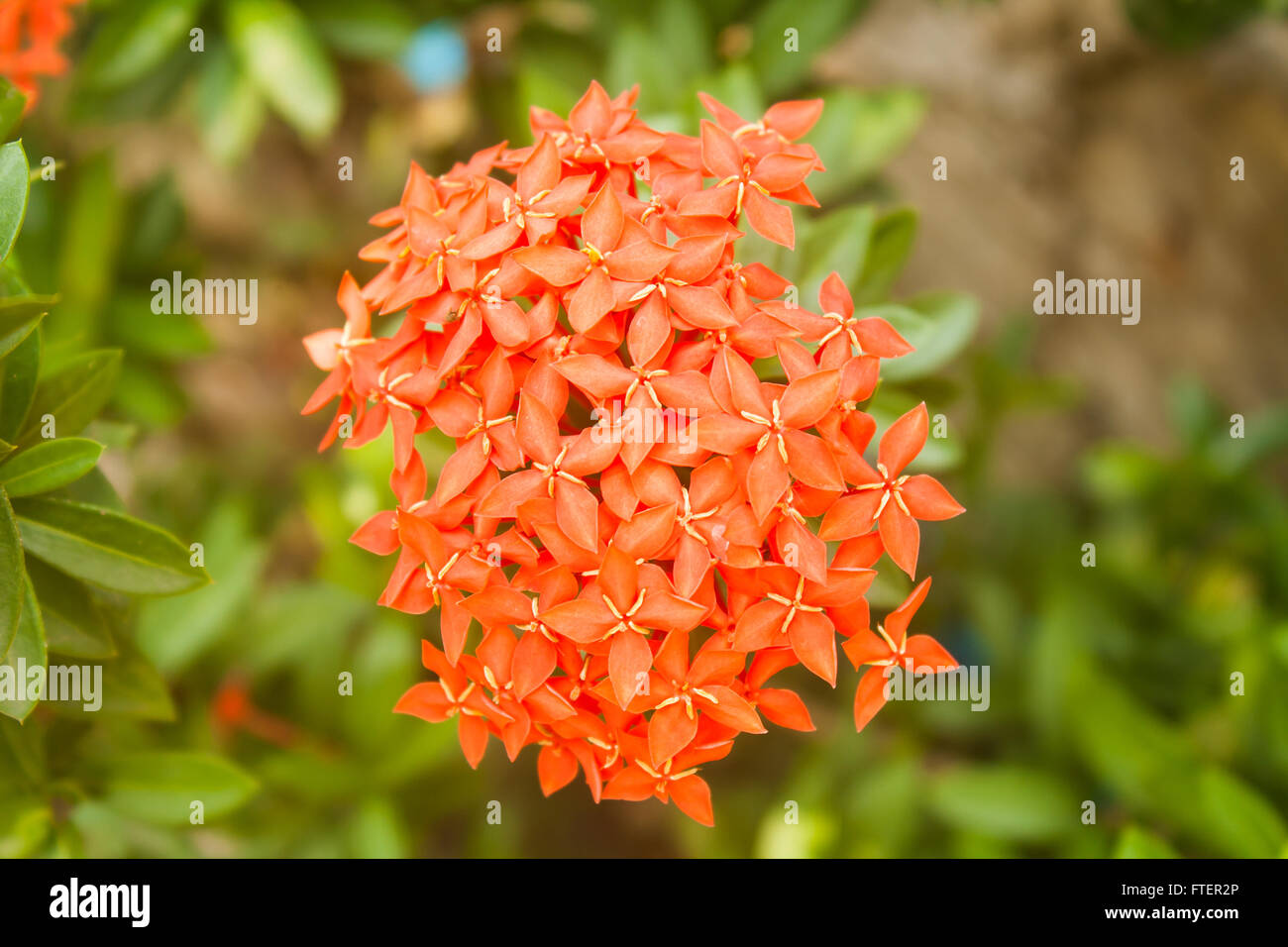 Ixora hedge hi-res stock photography and images - Alamy