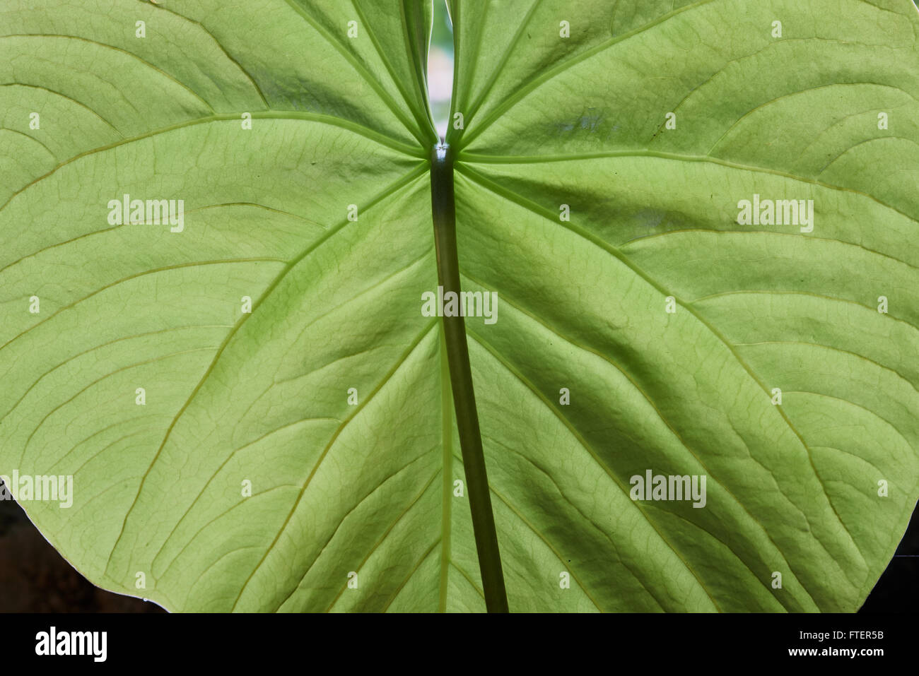 Yam leaf in a beautiful shade of green backlit Stock Photo - Alamy