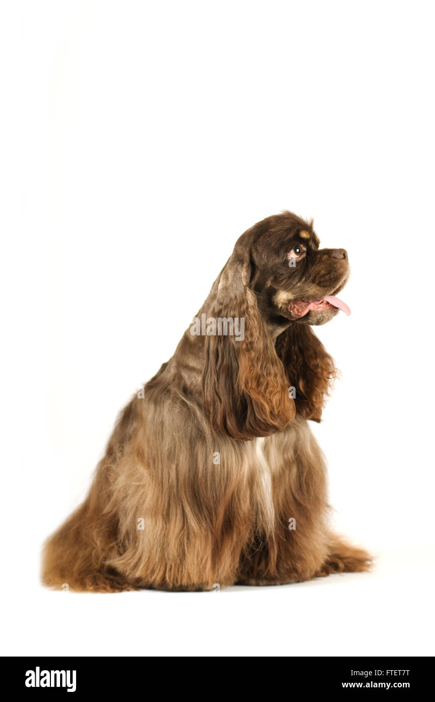 American cocker spaniel portrait Stock Photo - Alamy