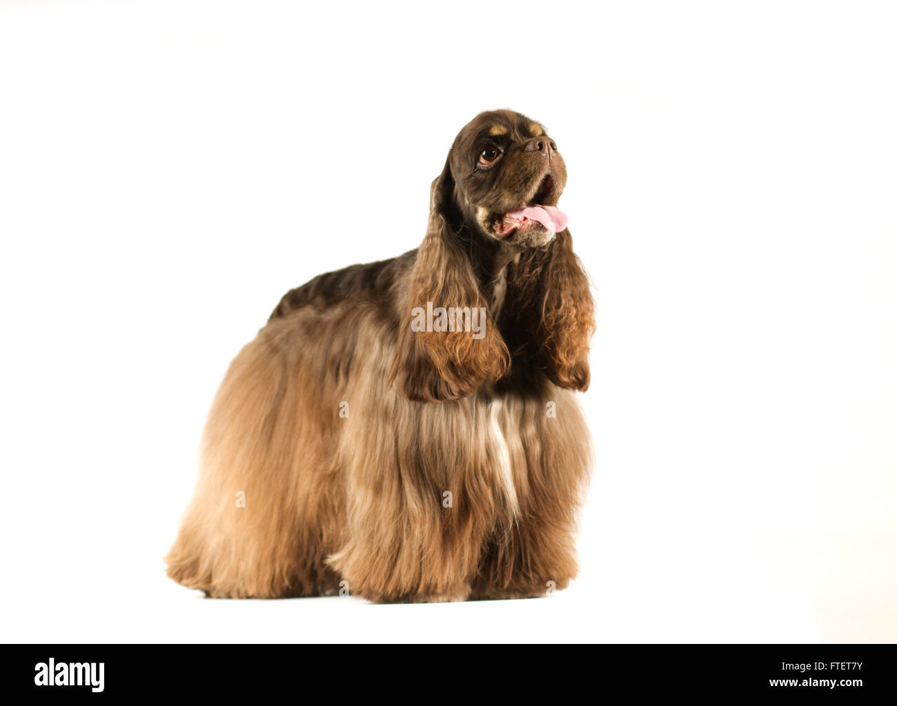 American cocker spaniel portrait Stock Photo - Alamy