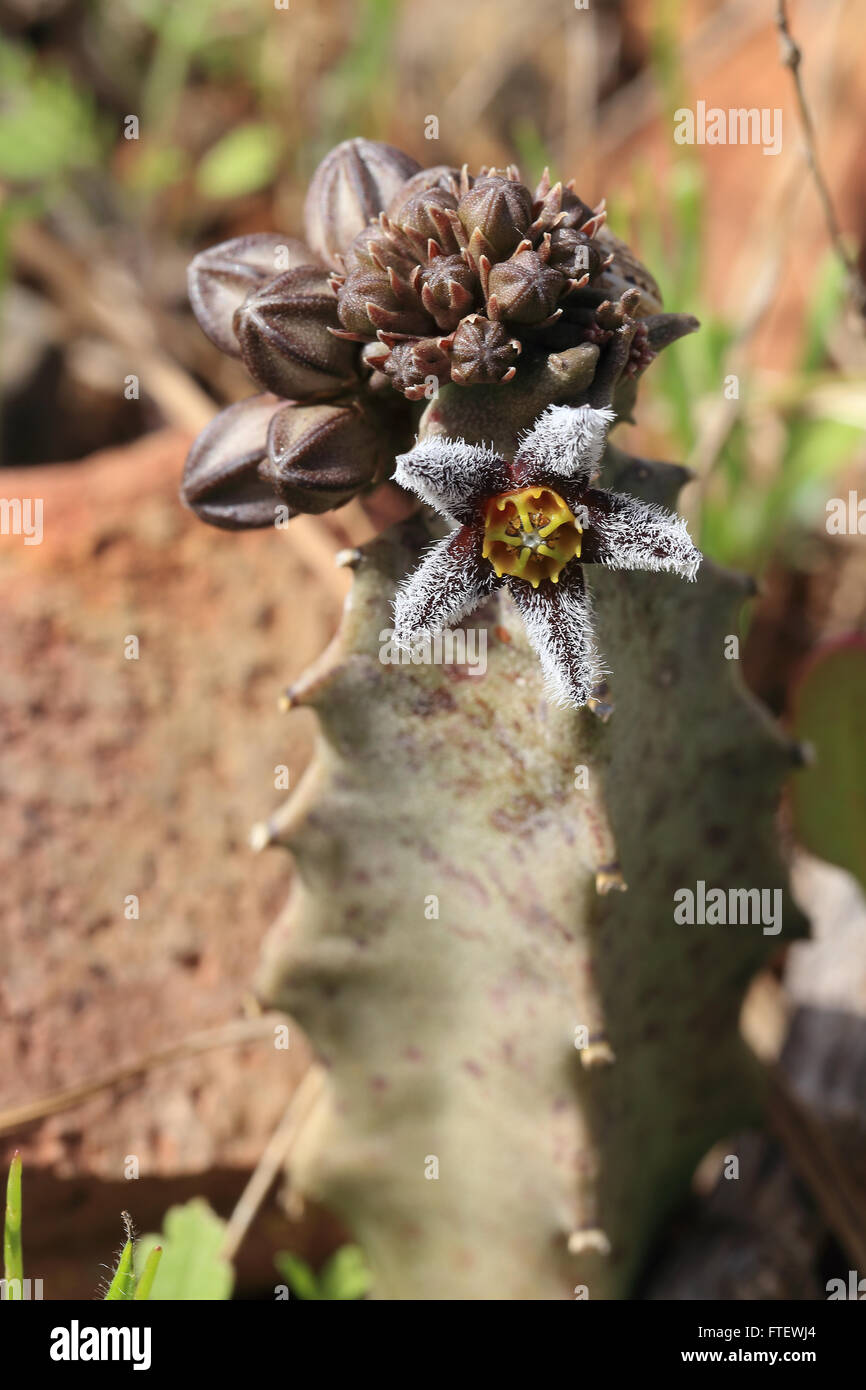 Caralluma hi-res stock photography and images - Alamy