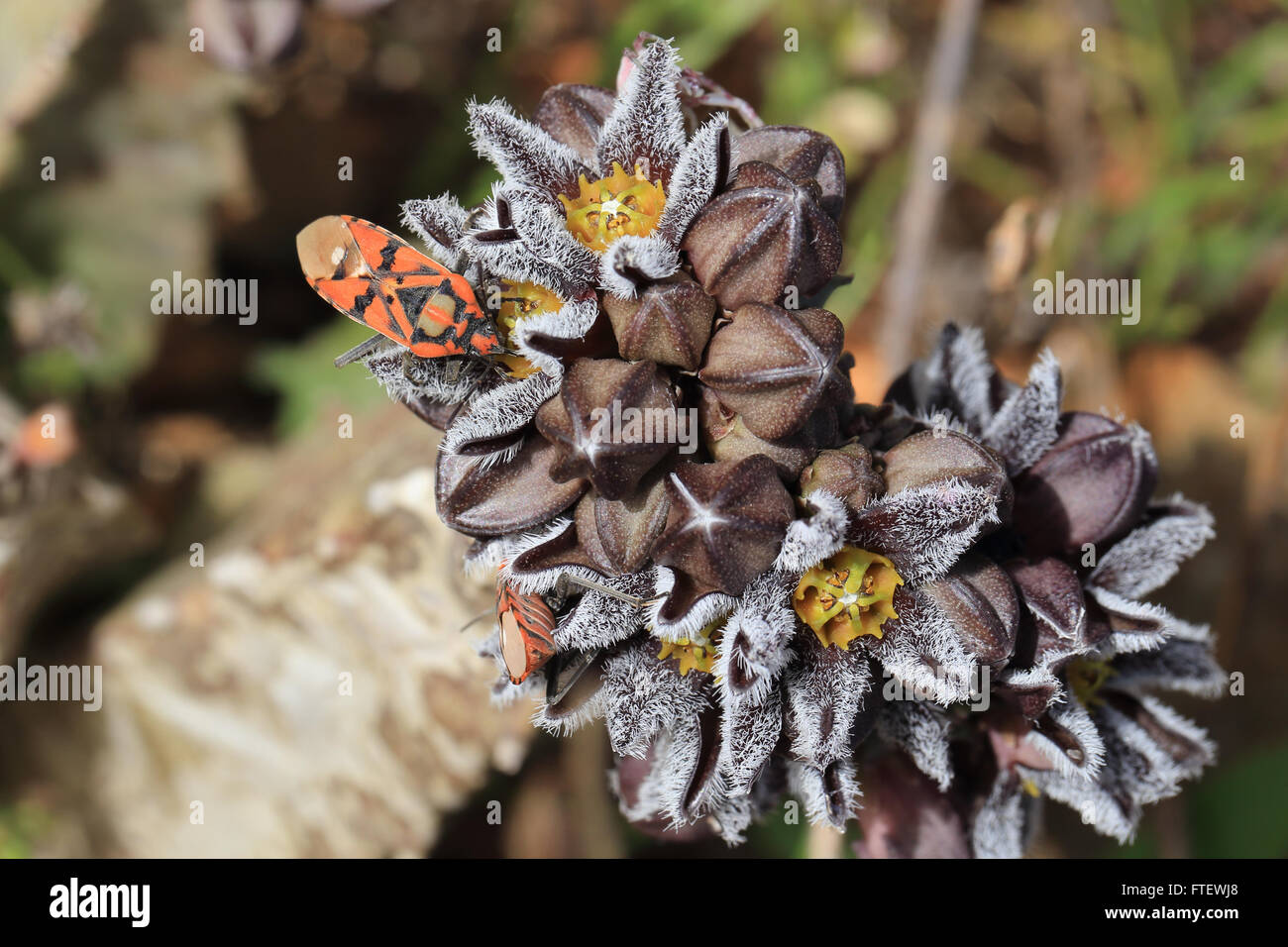 A shieldbug on Caralluma (Apteranthes) burchardii flowers ...