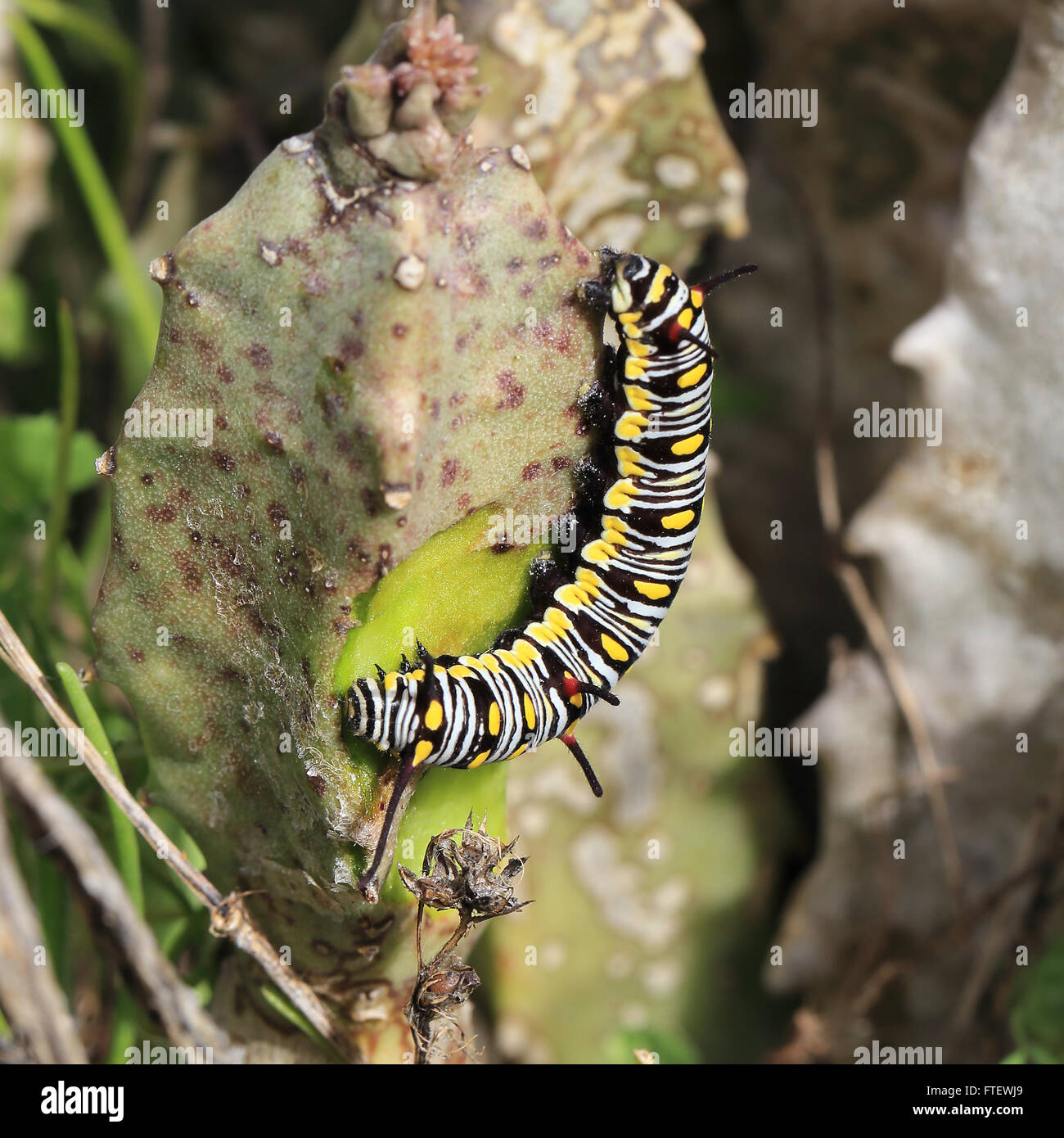 A Plain Tiger caterpillar (Danaus chrysippus) feeding on Caralluma ...
