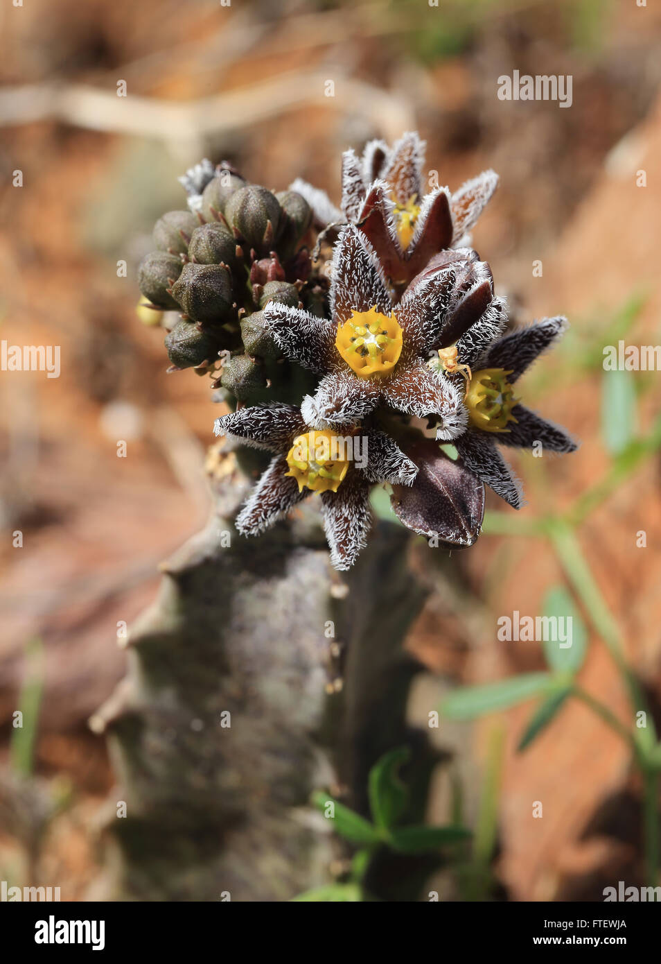 Caralluma (Apteranthes) burchardii in flower, a near endemic cactus ...