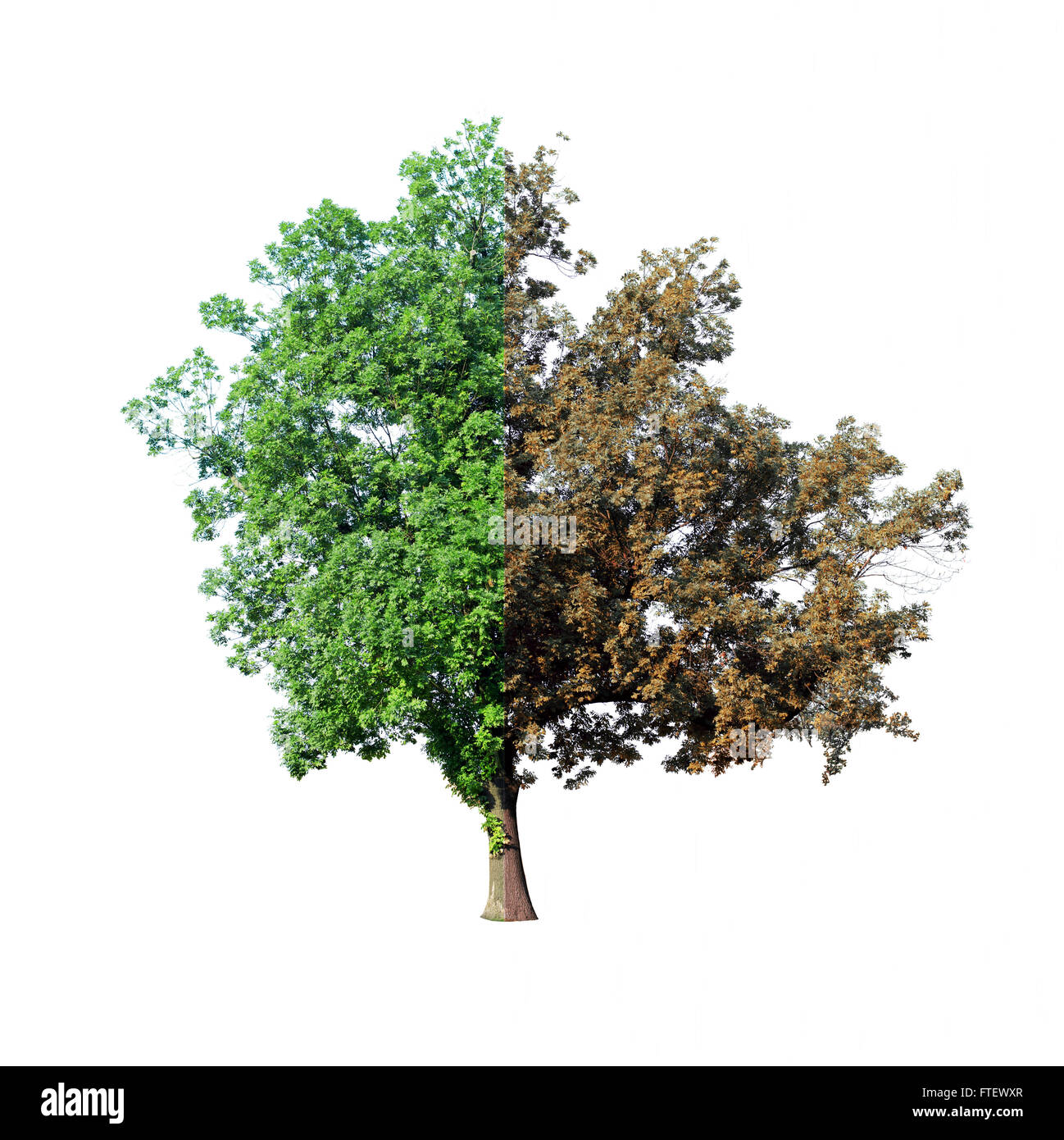 Dying forest Cut Out Stock Images & Pictures - Alamy