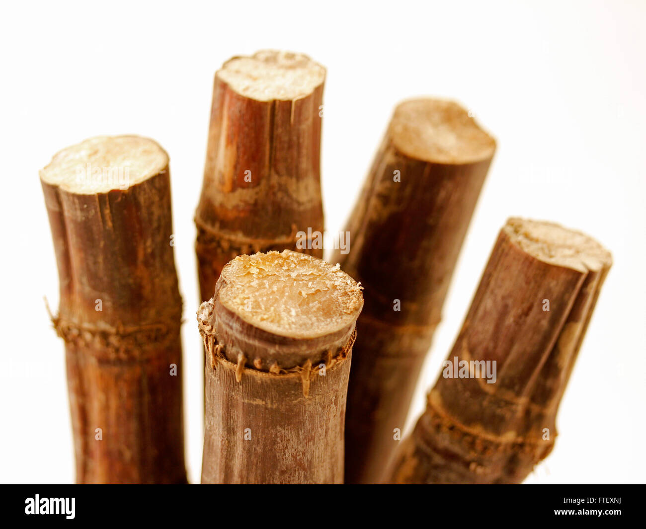 Healthy sugarcane plants hi-res stock photography and images - Alamy