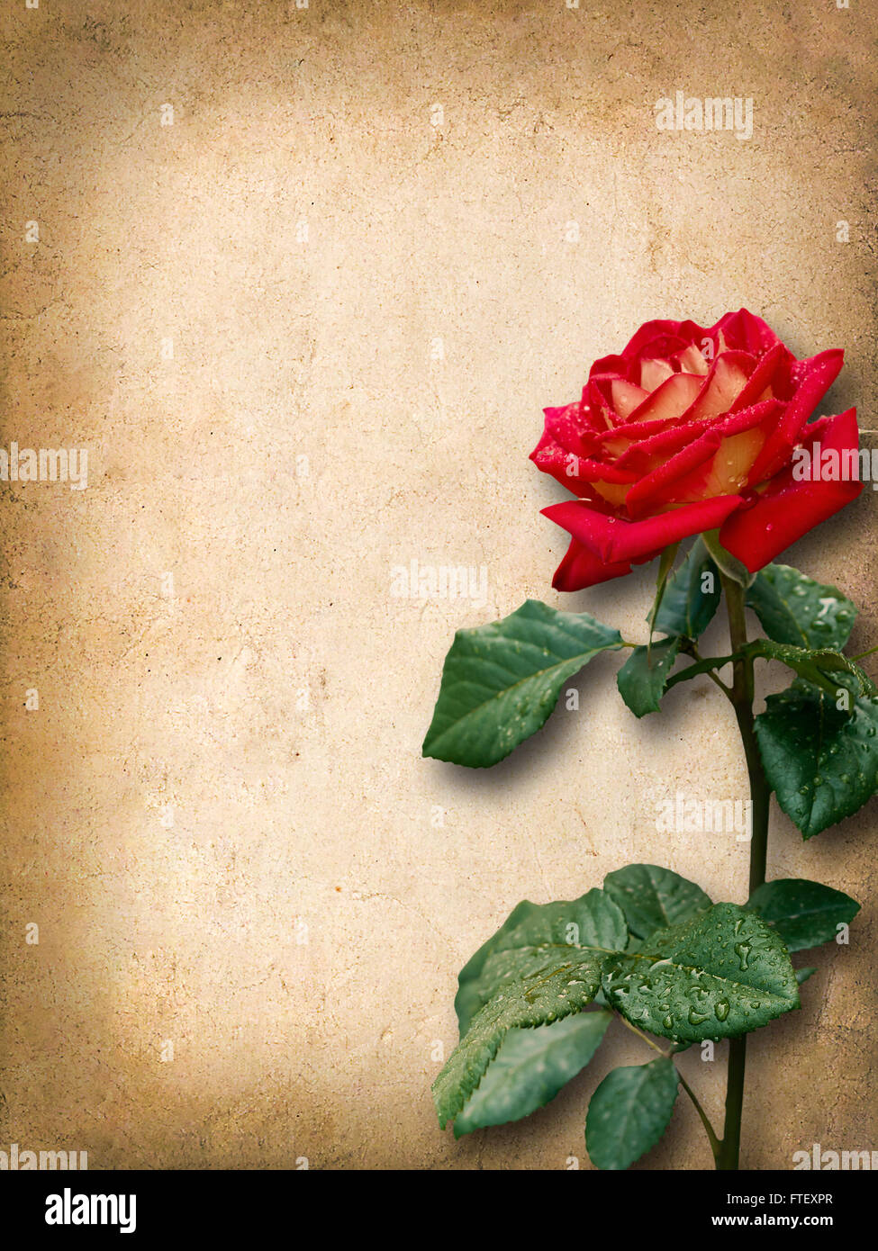 Congratulations card with rose hi-res stock photography and images - Alamy