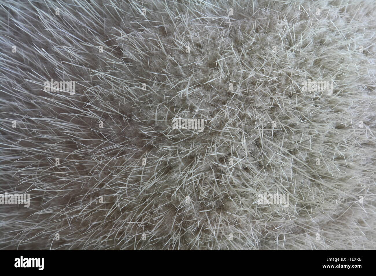 gray mink fur closeup Stock Photo - Alamy