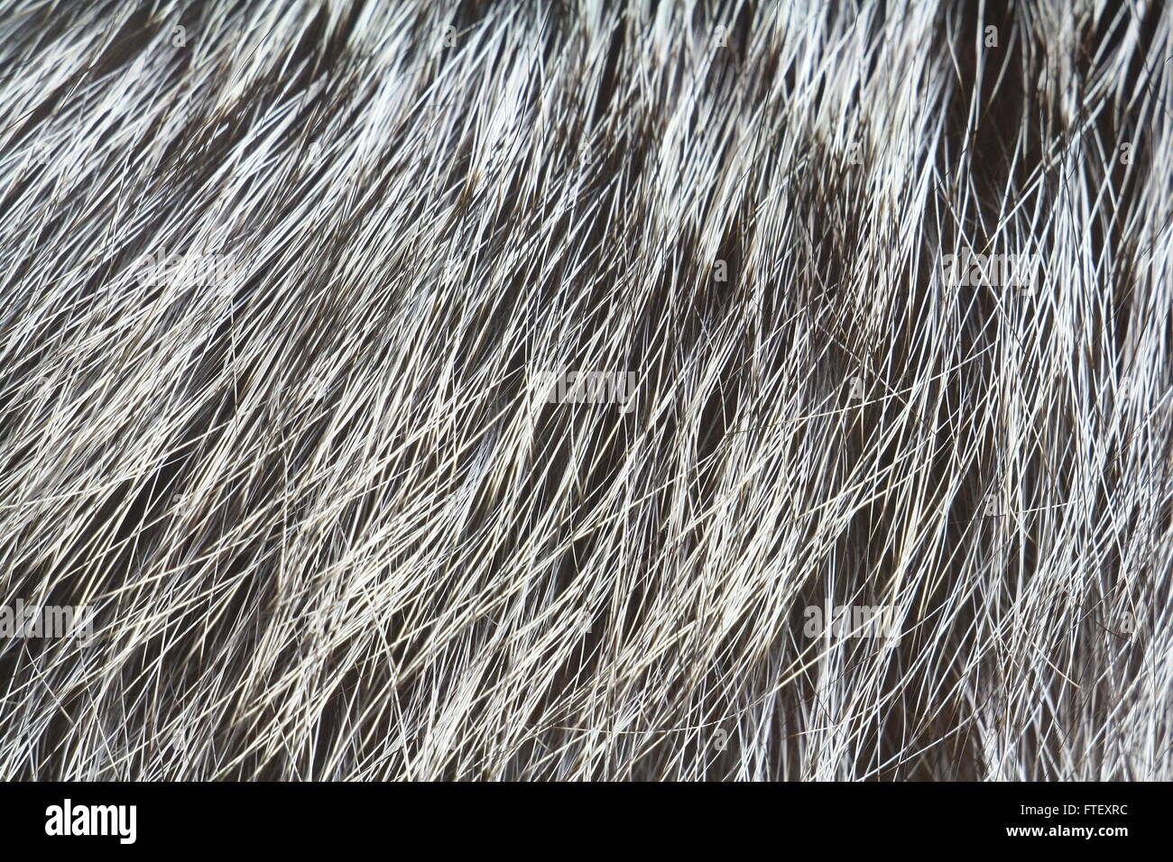 Fox fur texture hi-res stock photography and images - Alamy