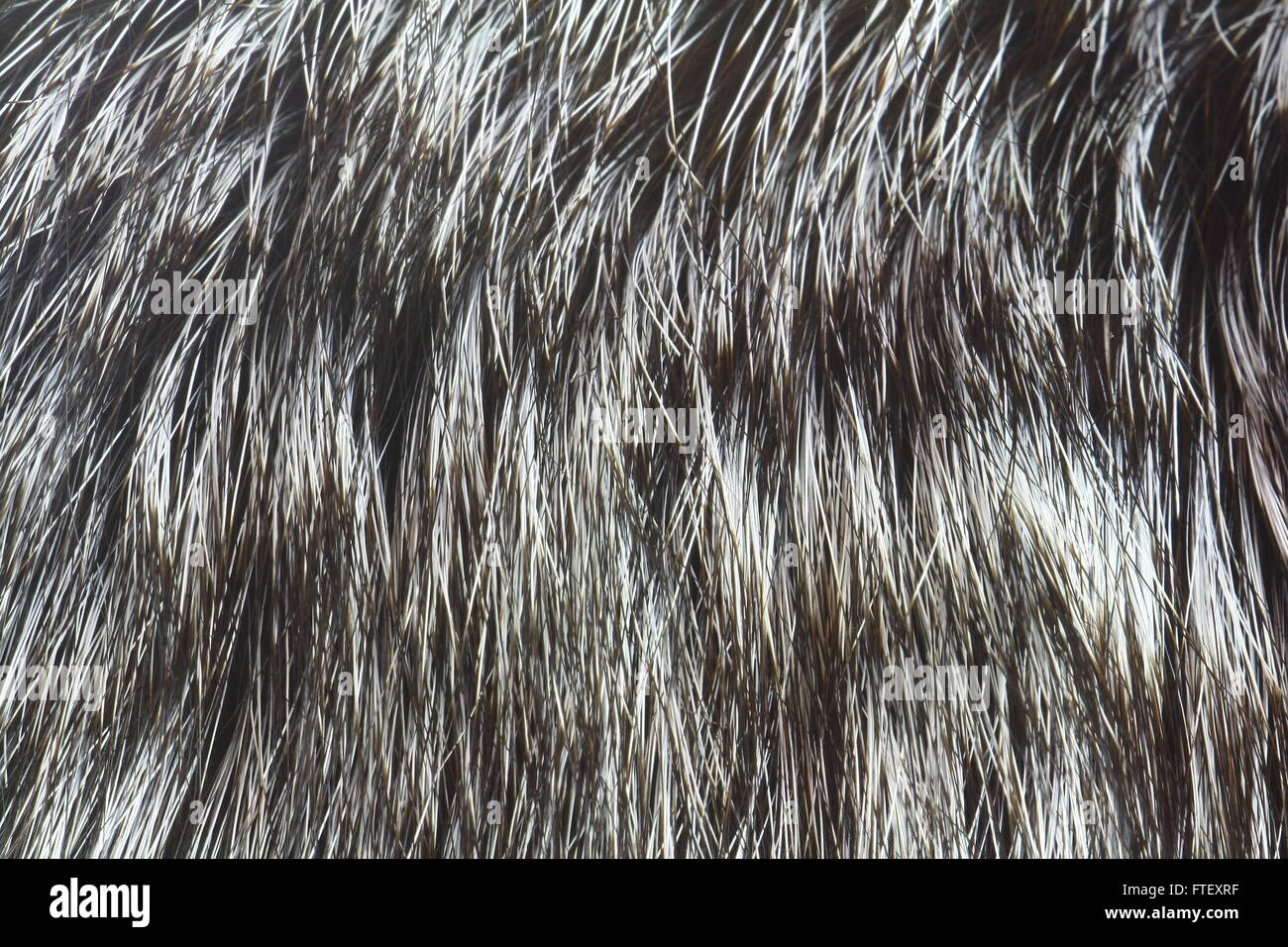Fur texture fox hi-res stock photography and images - Alamy