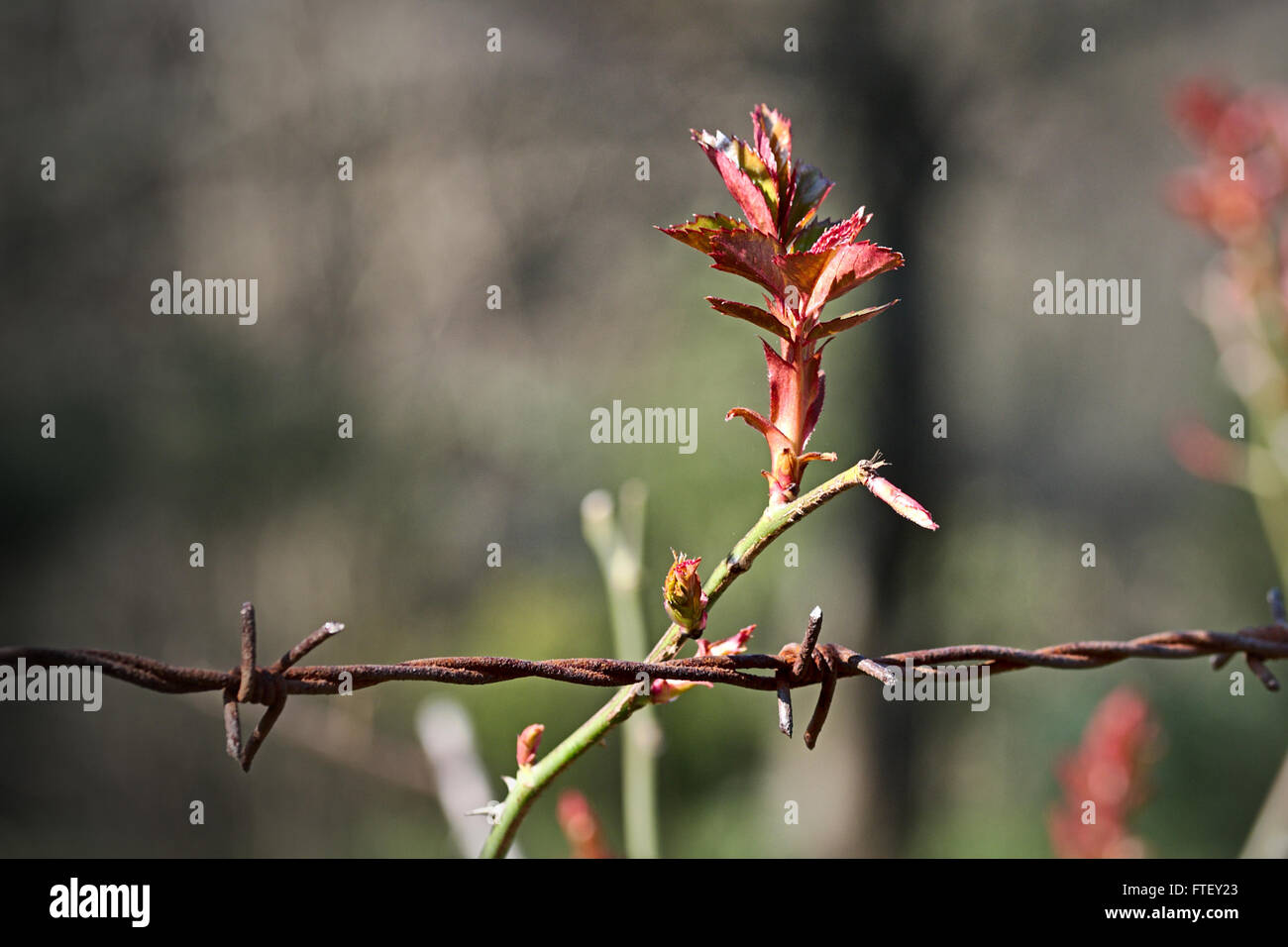 Spring awakening hi-res stock photography and images - Alamy