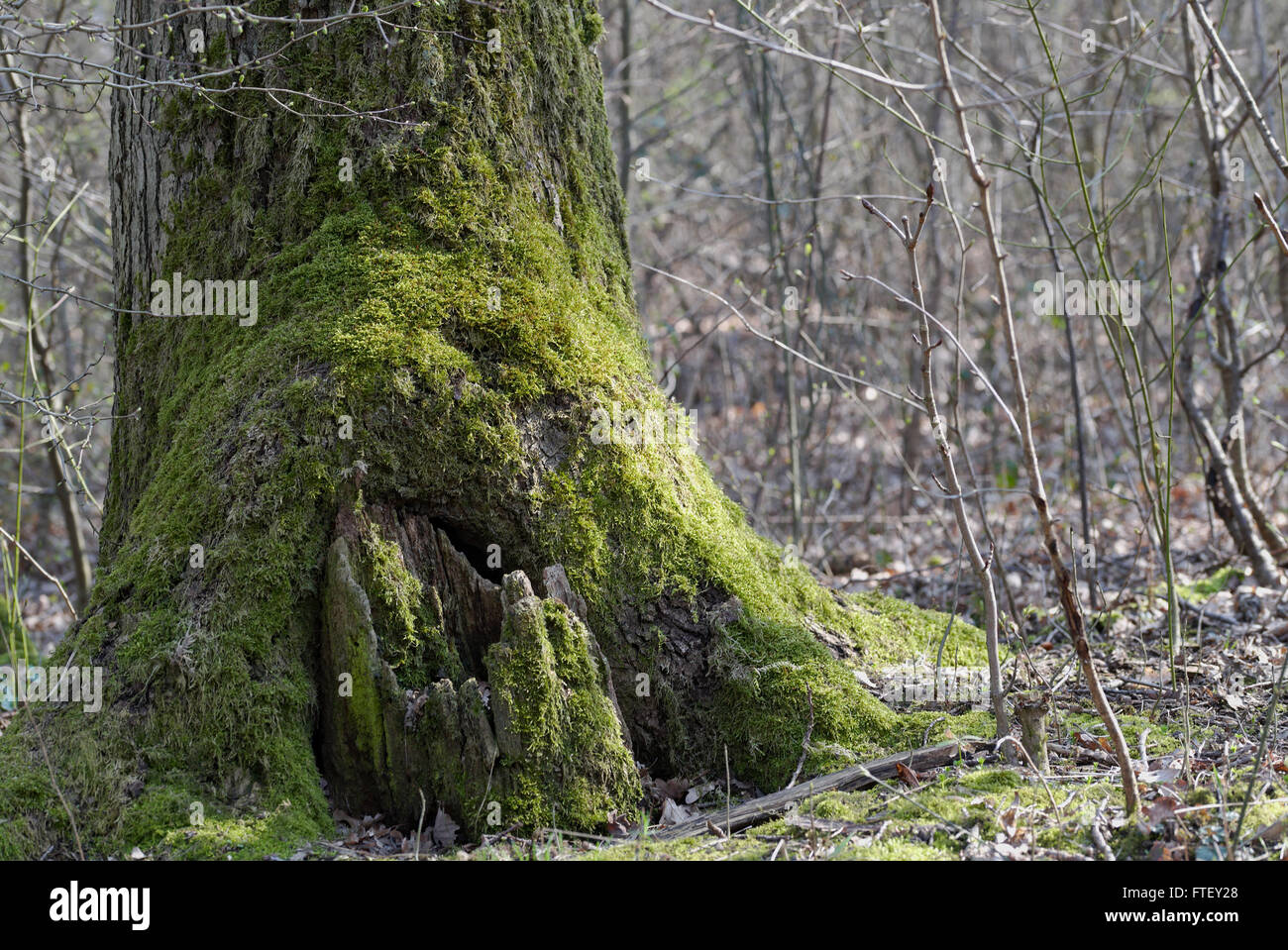 Tree of awakening hi-res stock photography and images - Alamy