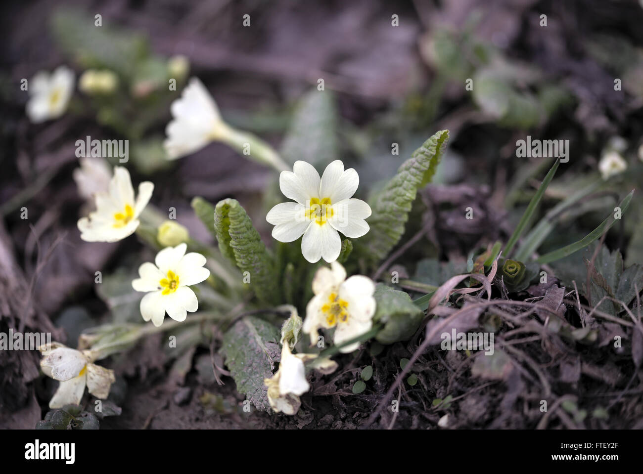 Spring Awakening Stock Photos & Spring Awakening Stock Images - Alamy