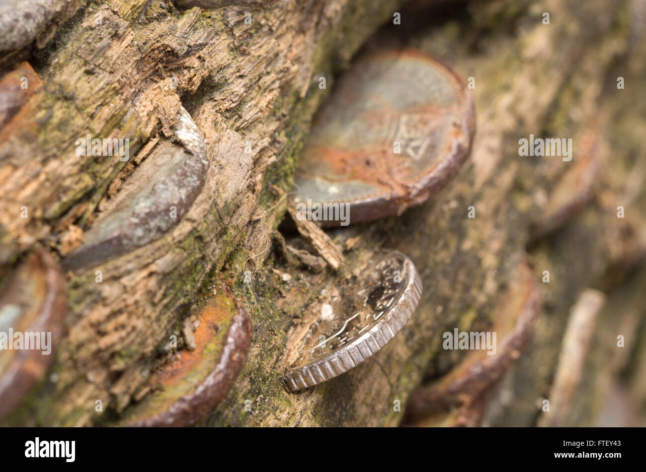 Money tree coins hi-res stock photography and images - Alamy