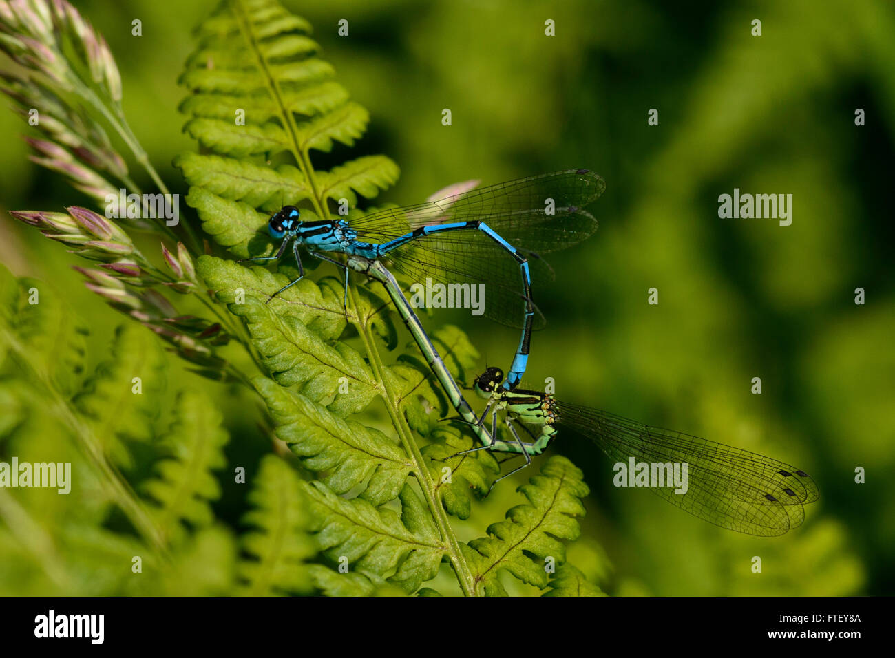 Common Blue Damselfly - Common Bluet (Enallagma cyathigerum), mating ...