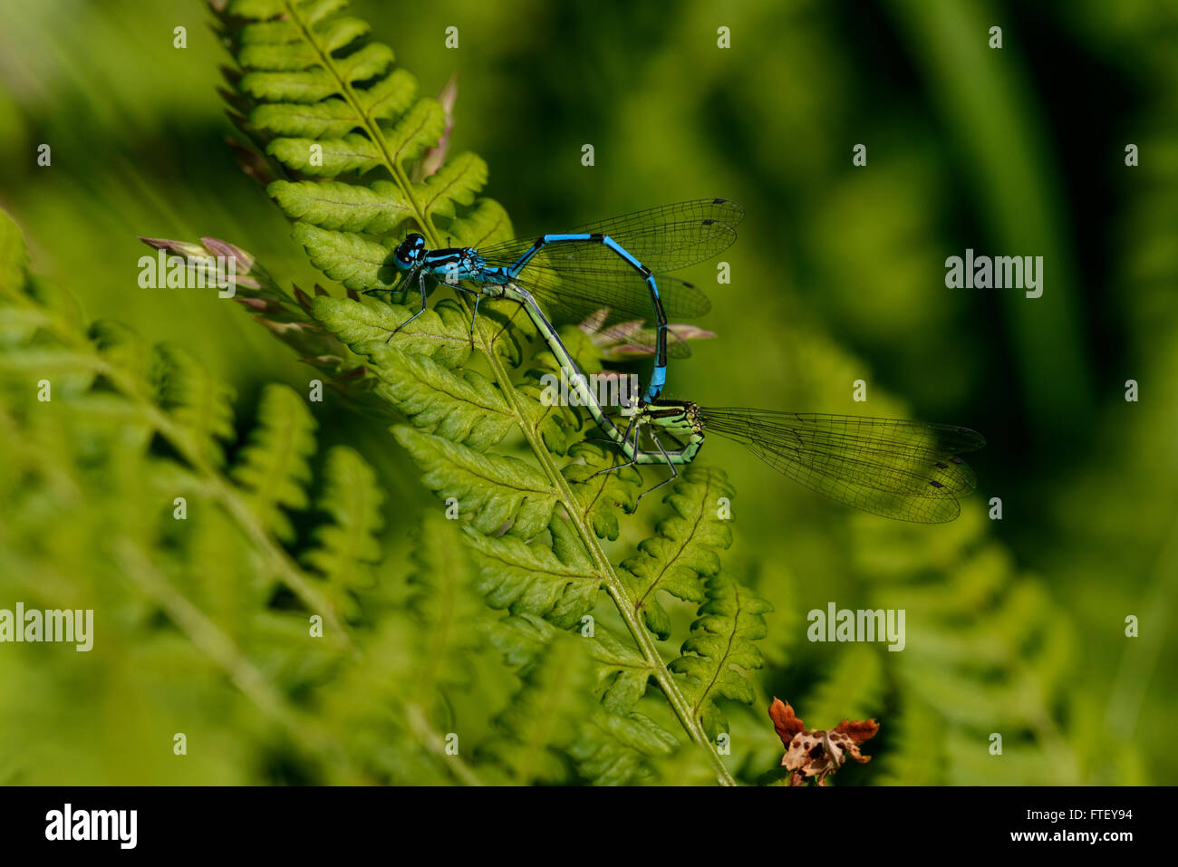 Common Blue Damselfly - Common Bluet (Enallagma cyathigerum), mating ...