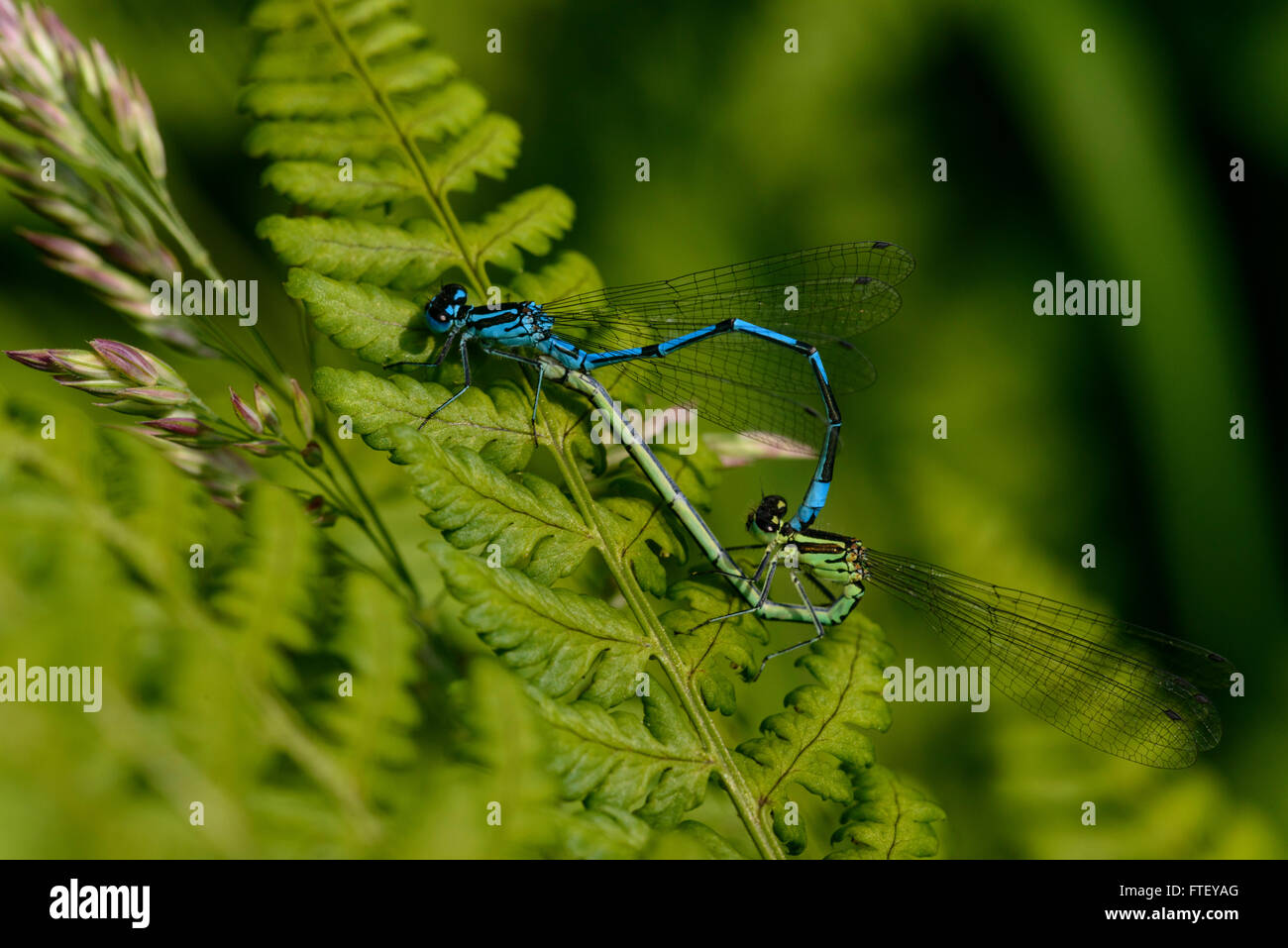 Common Blue Damselfly - Common Bluet (Enallagma cyathigerum), mating ...