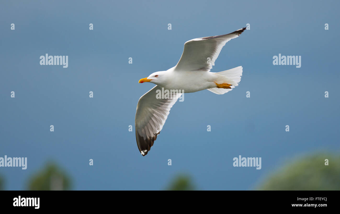 Gull typical mediterranean bird of the laridae family Stock Photo - Alamy